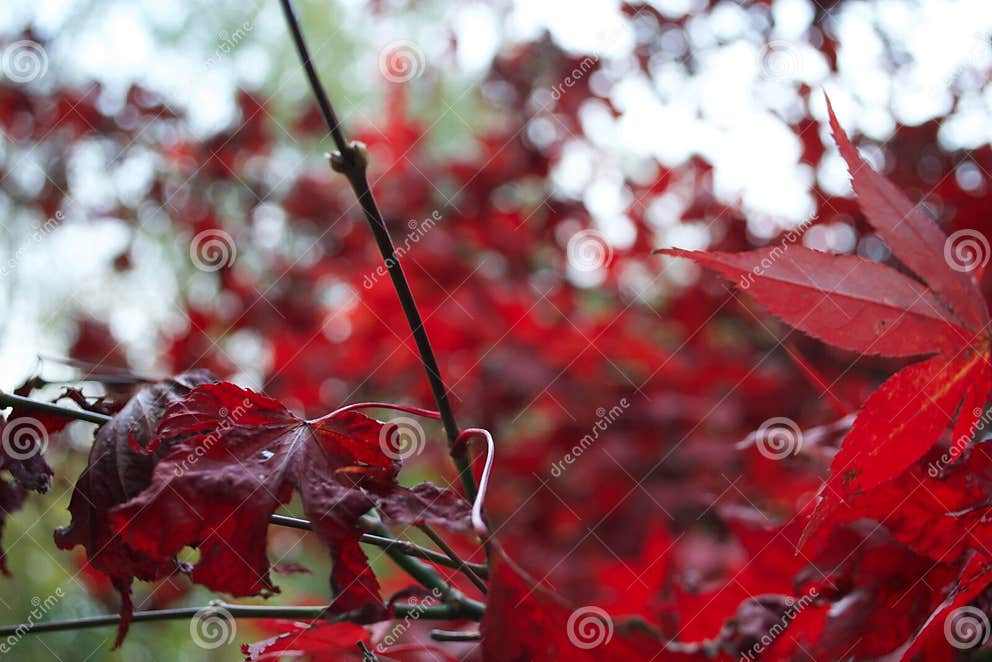 Deep Red Leaves on an Acer in Early Autumn Fall Stock Image - Image of ...