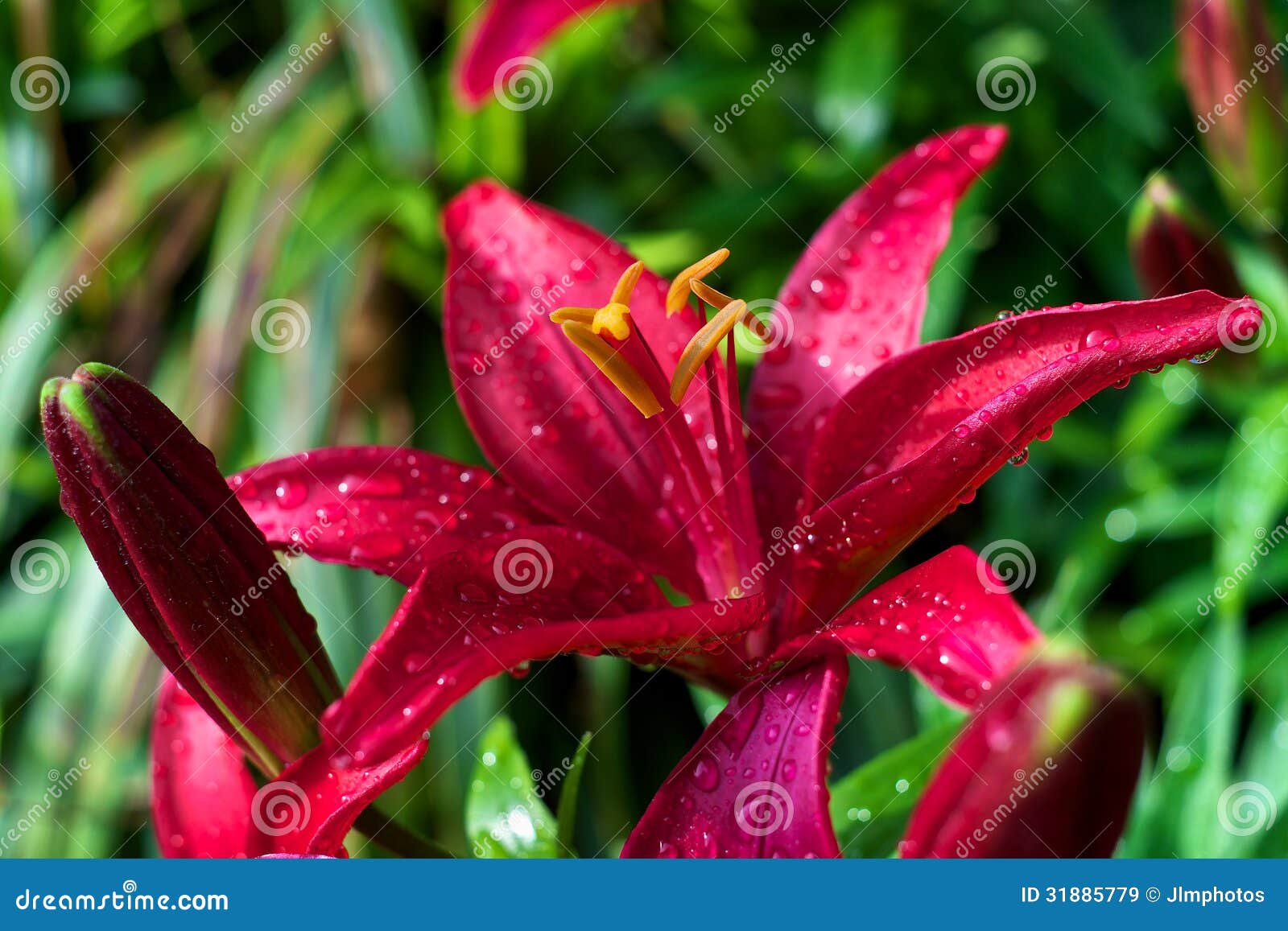 Deep Red Lilly stock image. Image of lilly, horticulture - 31885779
