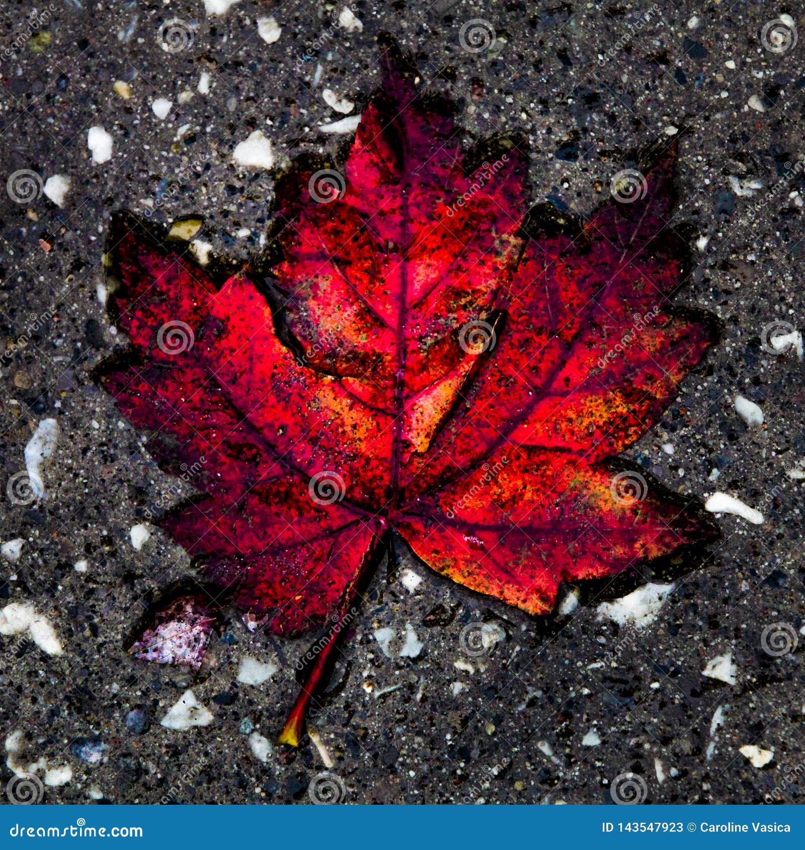 Red Maple Leaf on the Pavement Stock Image - Image of deep, sidewalk ...
