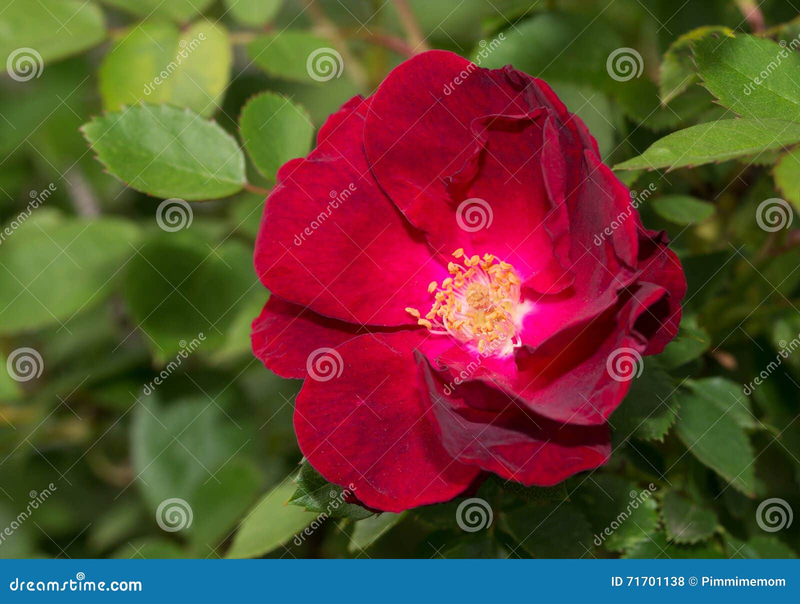 Deep red old style rose stock photo. Image of flora, macro - 71701138
