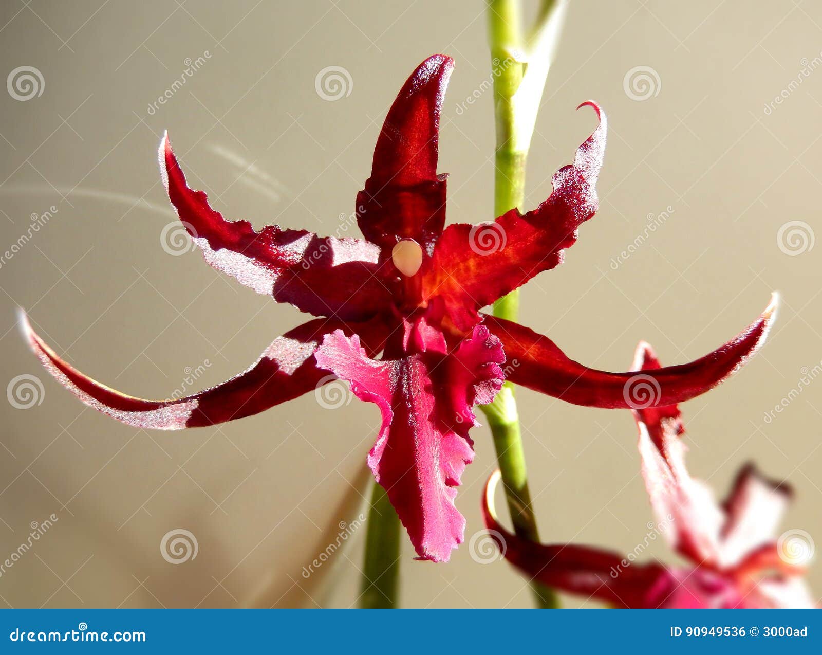Deep red orchid blooming stock photo. Image of gift, ornamental - 90949536