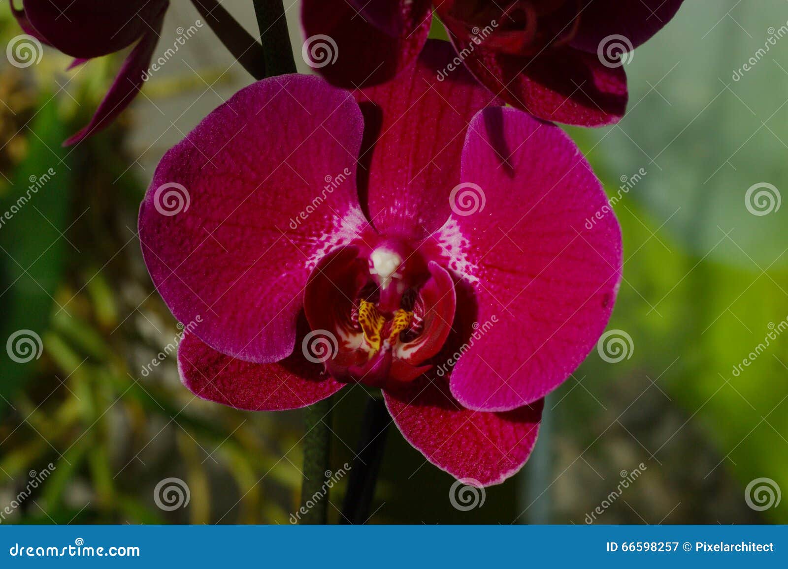 Deep Red Phalaenopsis Orchid Stock Image - Image of flowers, orchid ...