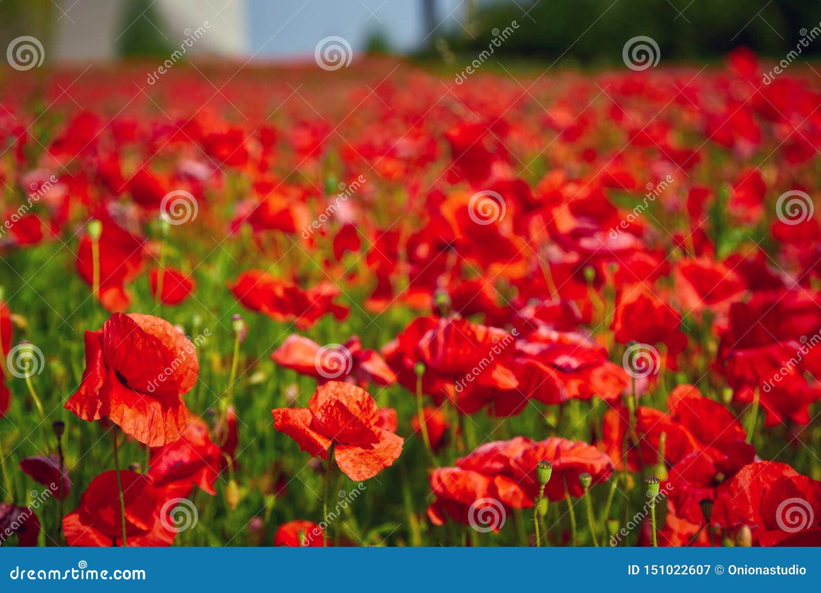 Deep Red Poppy Flowers Meadow Stock Image - Image of natural, poppies ...