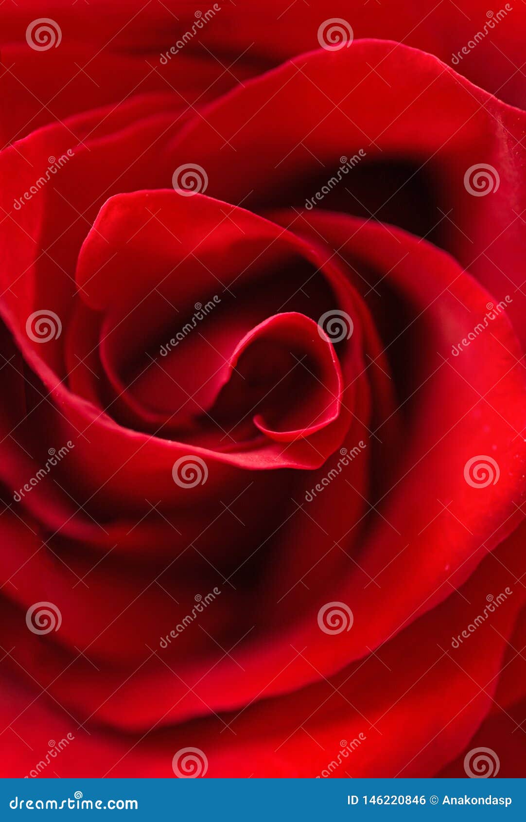 Deep Red Rose Background. Macro Shot Stock Photo - Image of background ...