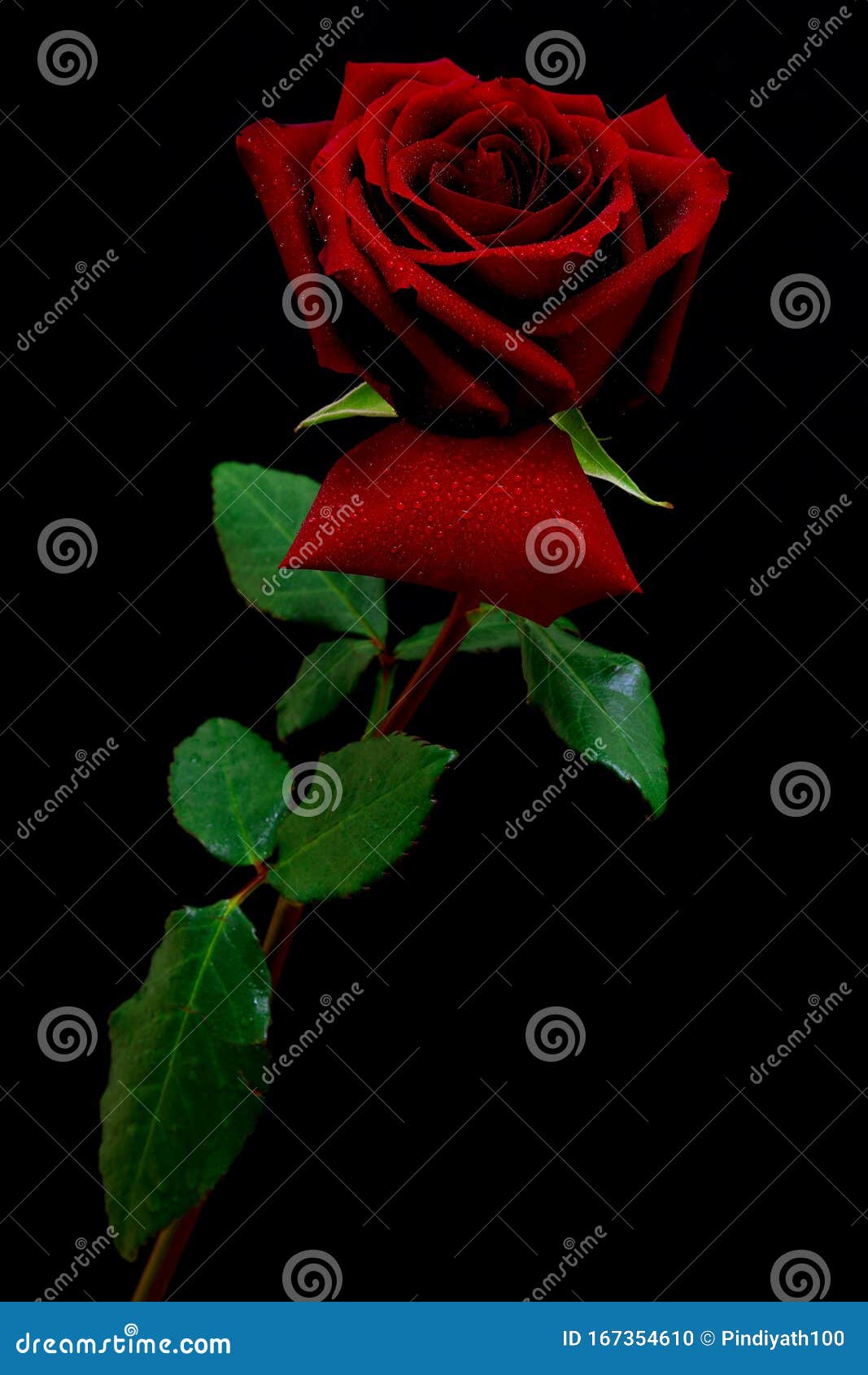 Deep Red Rose with Dew Drops on Petals Stock Photo - Image of green ...