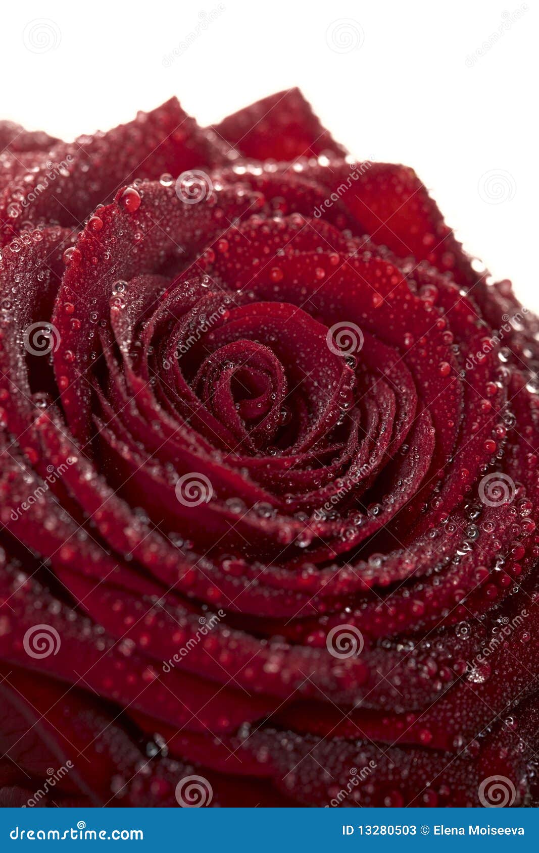 Deep Red Rose Flower with Dew Drops Stock Image - Image of freshness ...
