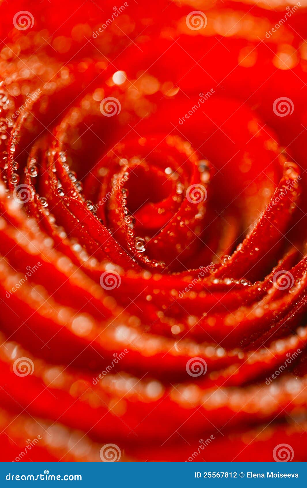 Deep Red Rose Frower Background Water Drops Stock Photo - Image of ...