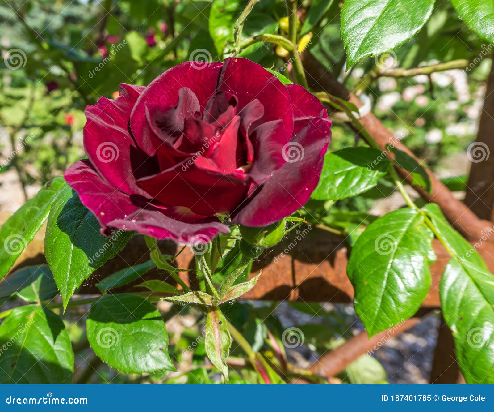 Deep Red Rose Macro stock image. Image of blossom, outdoors - 187401785