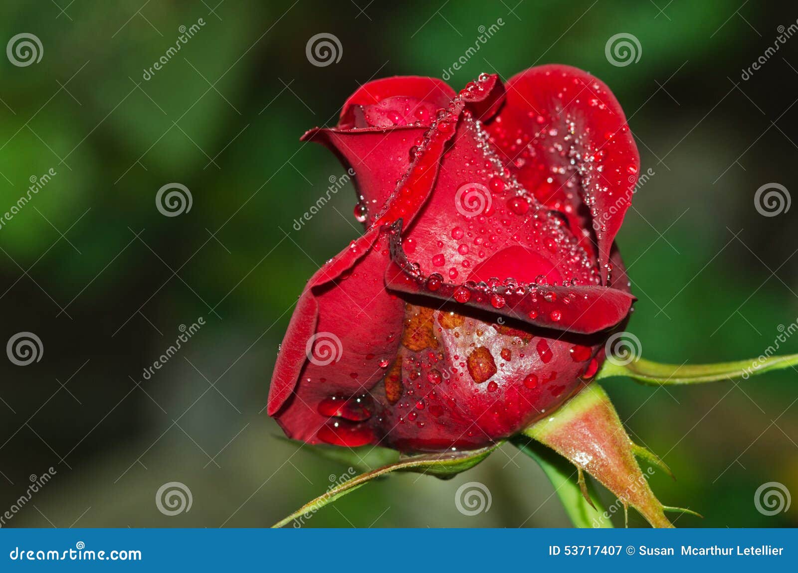 Deep Red Rose with Water Droplets Stock Image - Image of water, green ...
