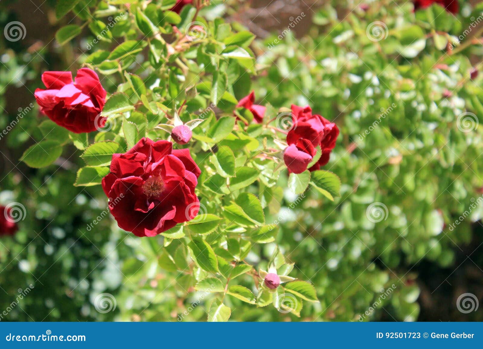 Deep Red Roses stock image. Image of nature, velvet, plants - 92501723