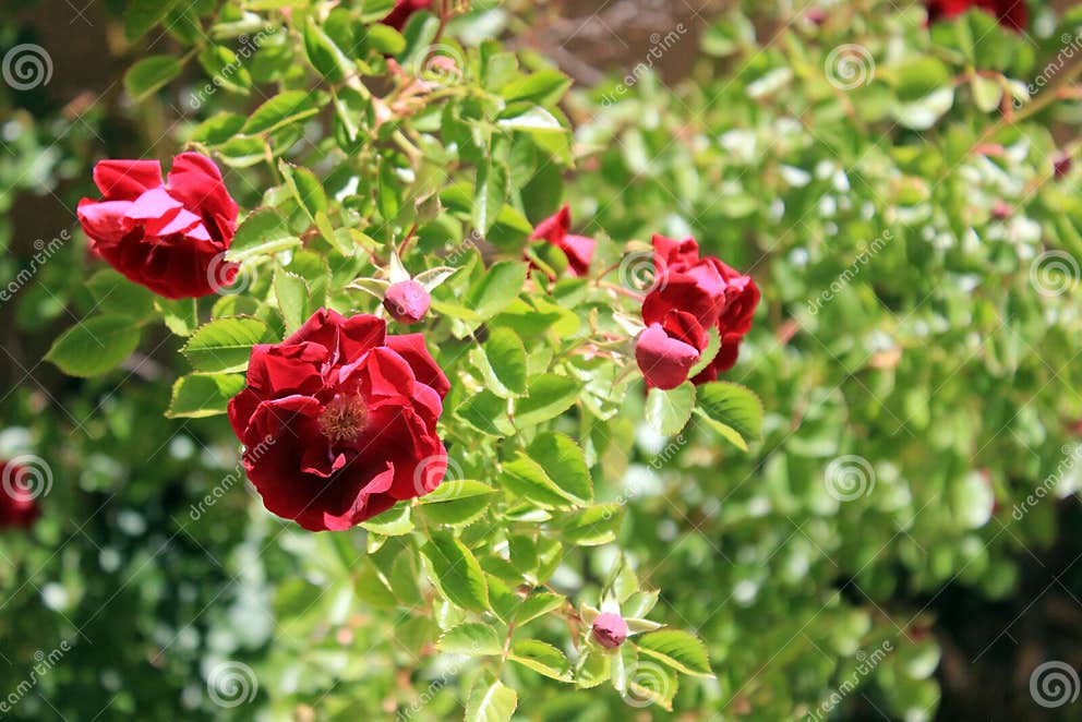 Deep Red Roses stock image. Image of nature, velvet, plants - 92501723