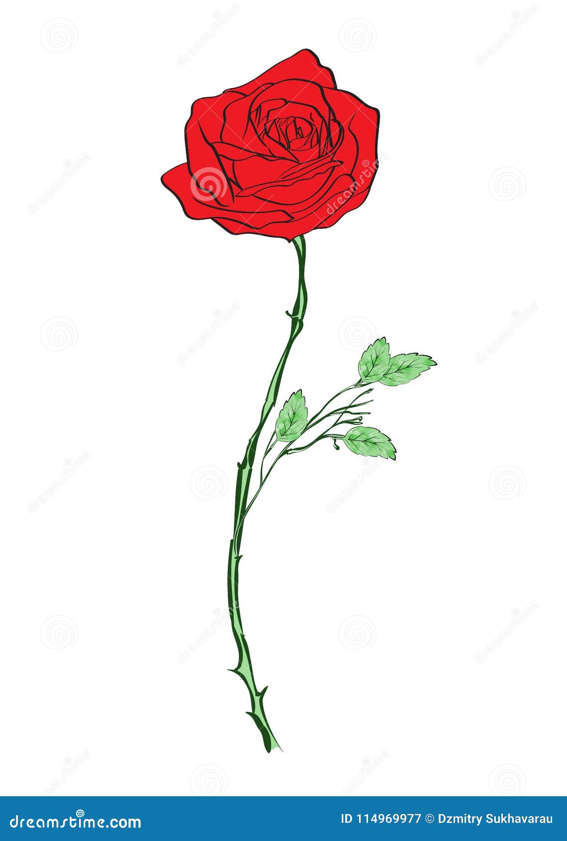 Deep Red, Ruby Rose Flower With Green Leaves, Sketch Style Vector ...