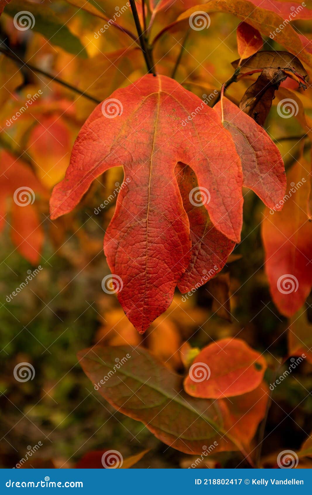 Deep Red Sassafras Leaf in Fall Stock Image - Image of changing, nature ...