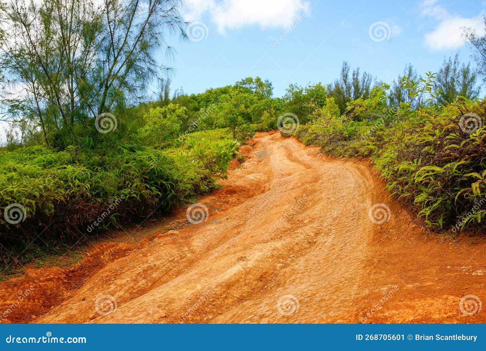 Deep Red Soil of Rutted Road through Tropical Greenery Stock Image ...