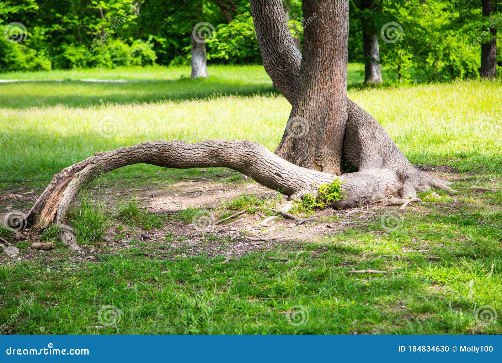 Deep-rooted Tree in the English Garden Stock Photo - Image of tree ...