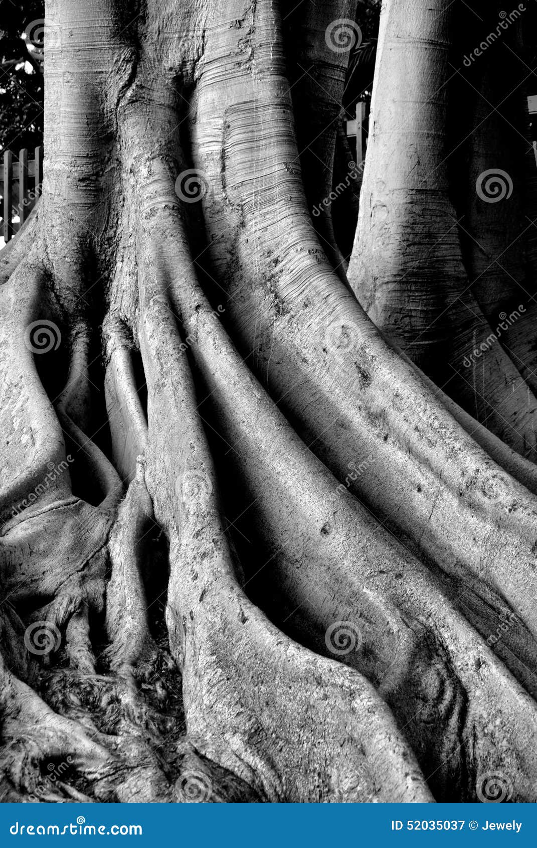 Deep roots stock image. Image of limbs, branch, wood - 52035037