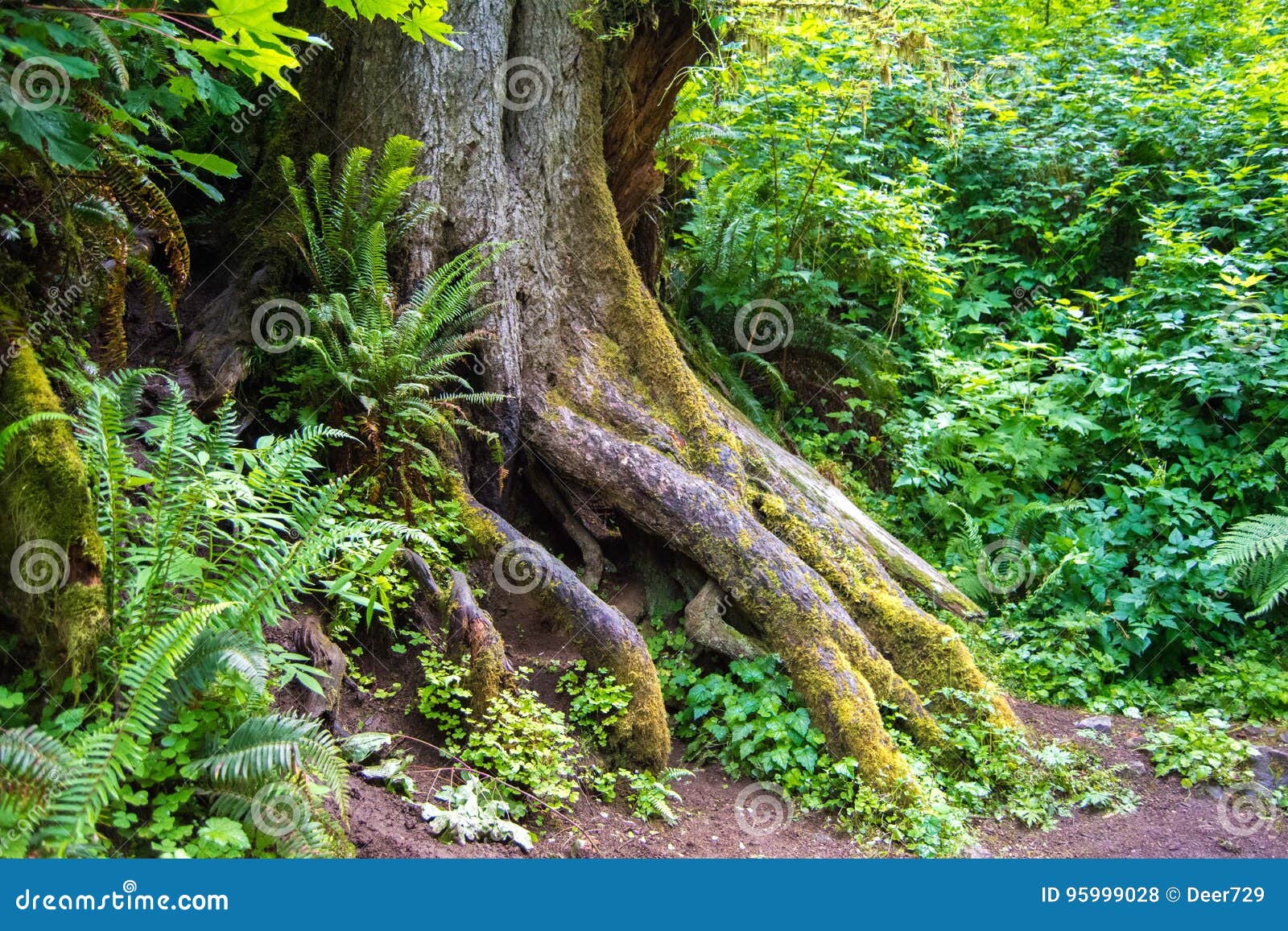 Deep Roots stock photo. Image of thick, bark, tree, deep - 95999028