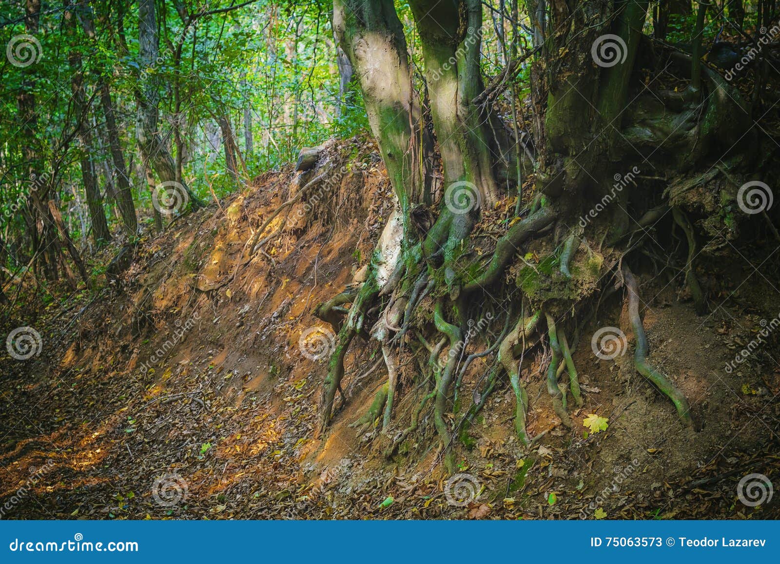 Deep Roots of the Old Trees Stock Image - Image of evergreen, nature ...