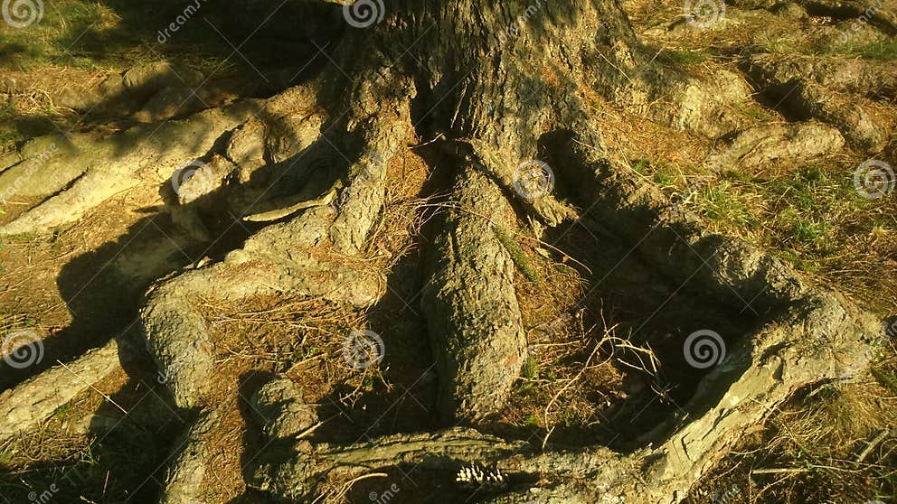 Deep roots stock image. Image of leafs, roots, strong - 52981595