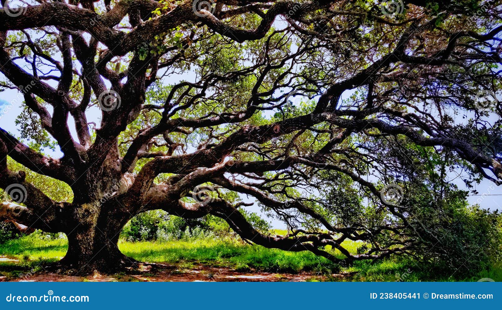 Deep Roots in Texas stock image. Image of texas, jungle - 238405441