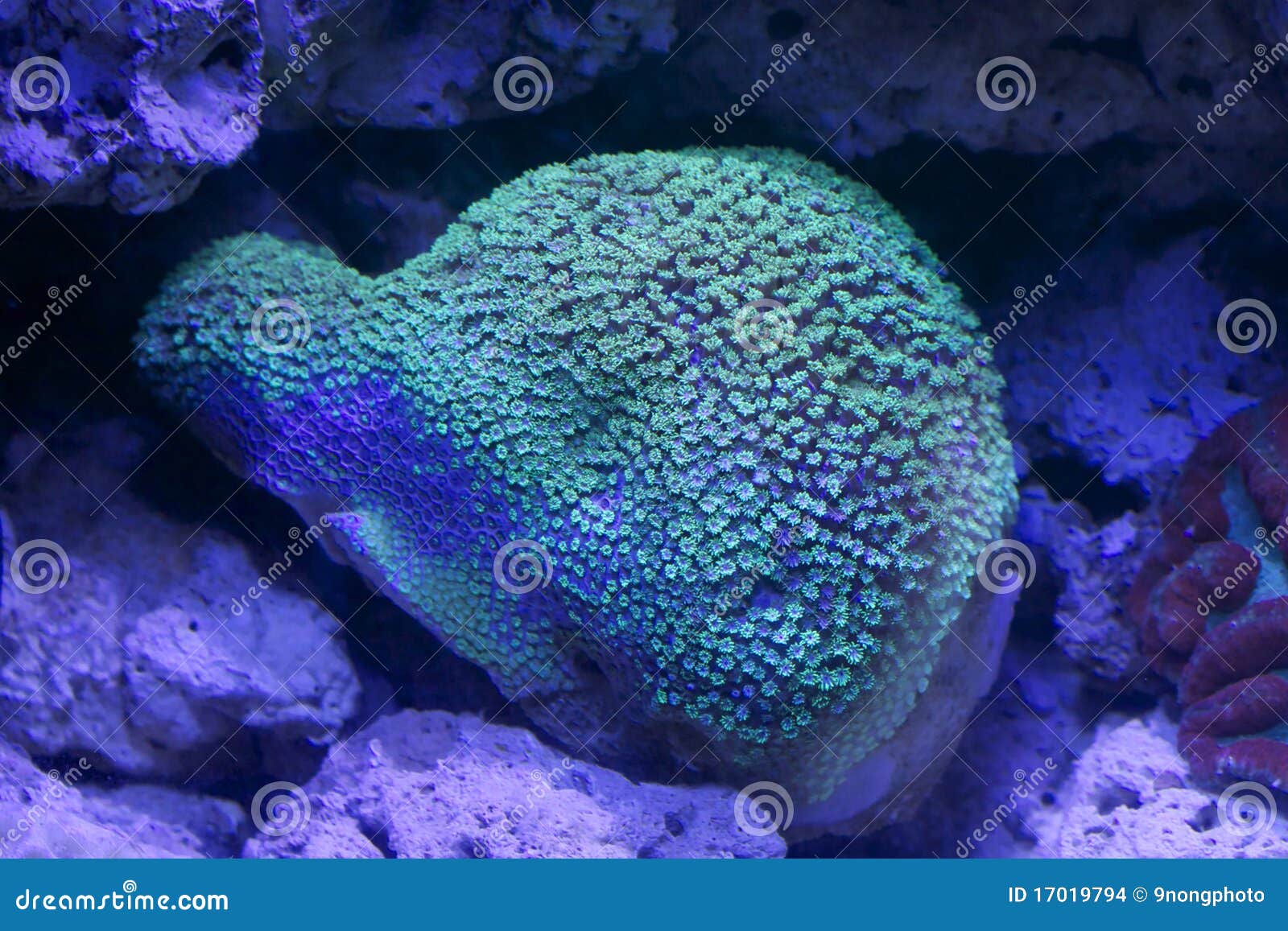 Deep sea coral stock photo. Image of ecological, uneven - 17019794