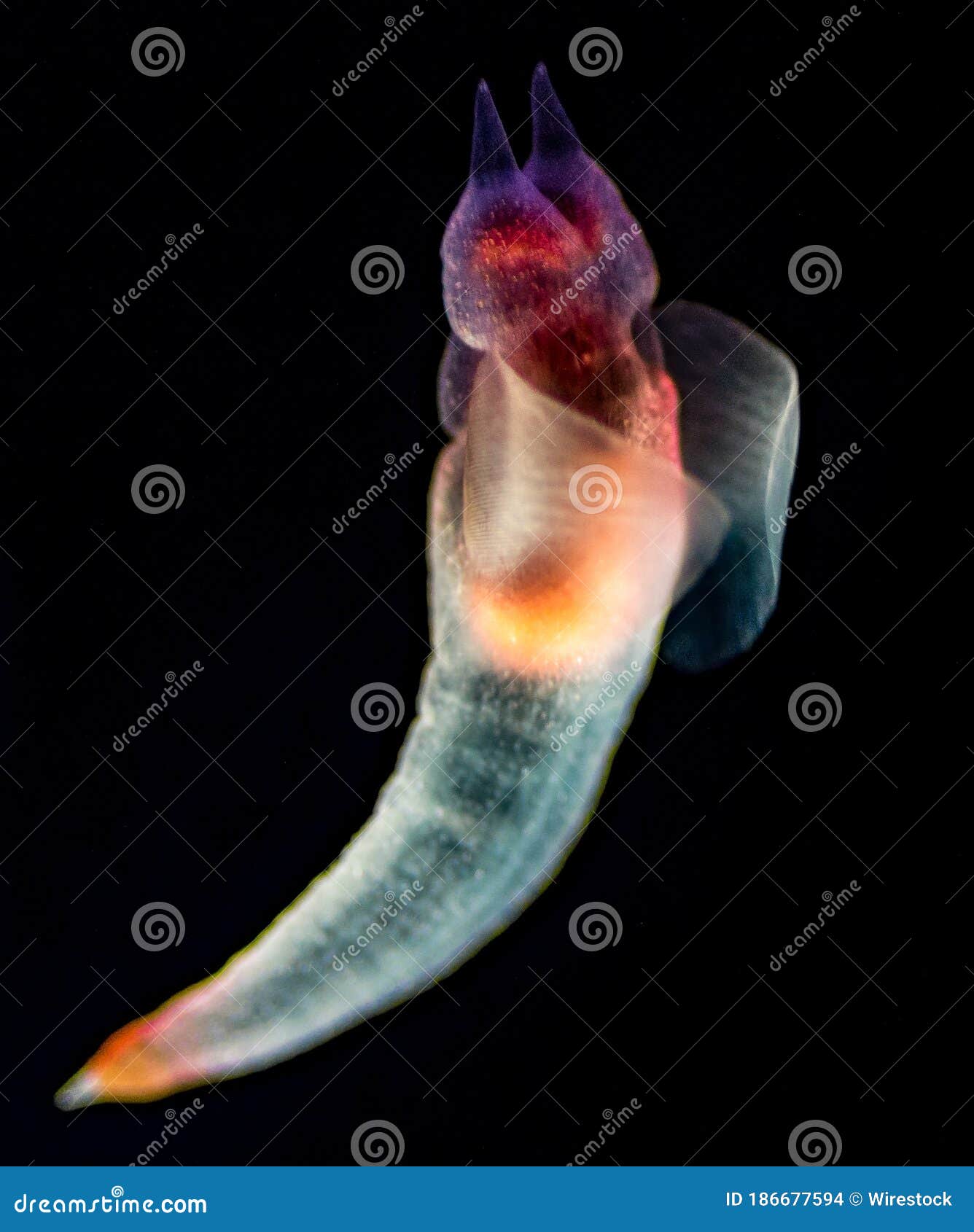 Deep-sea Creature that Glows in the Darkness of the Deep Ocean Stock ...