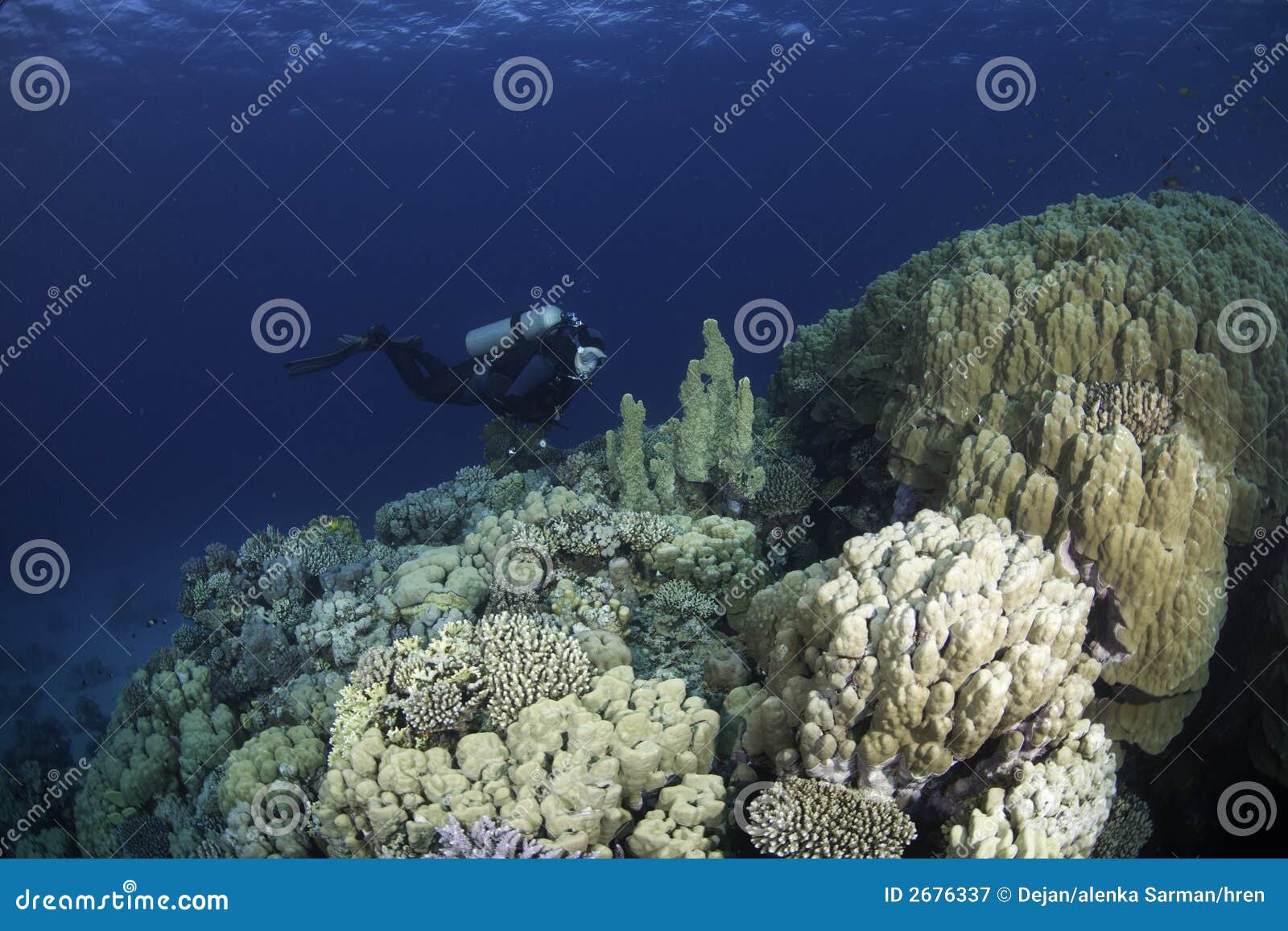Deep Sea Diver Exploring Reef Stock Image - Image of ocean, destination ...