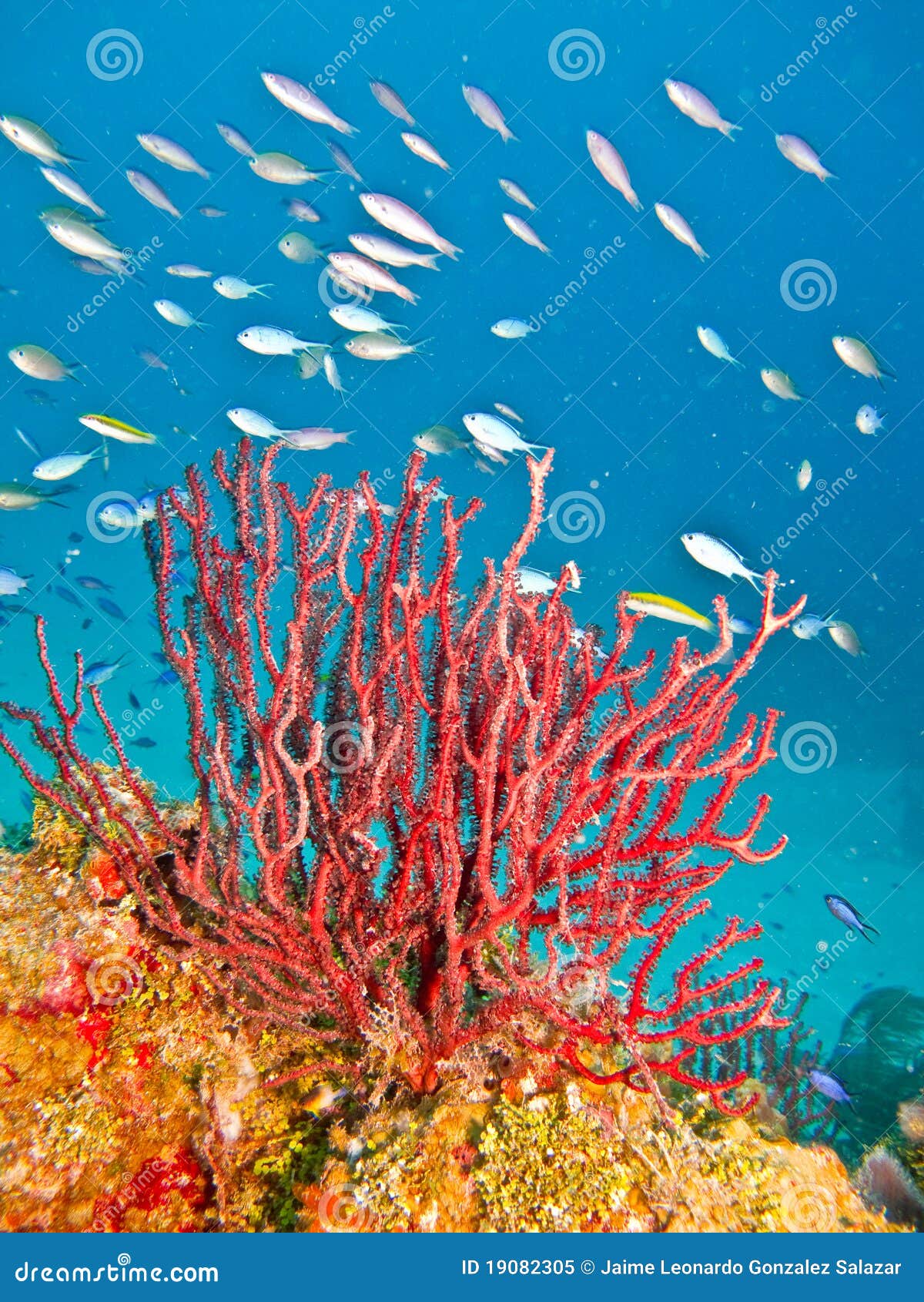 Deep sea fan I stock image. Image of chinchorro, crab - 19082305