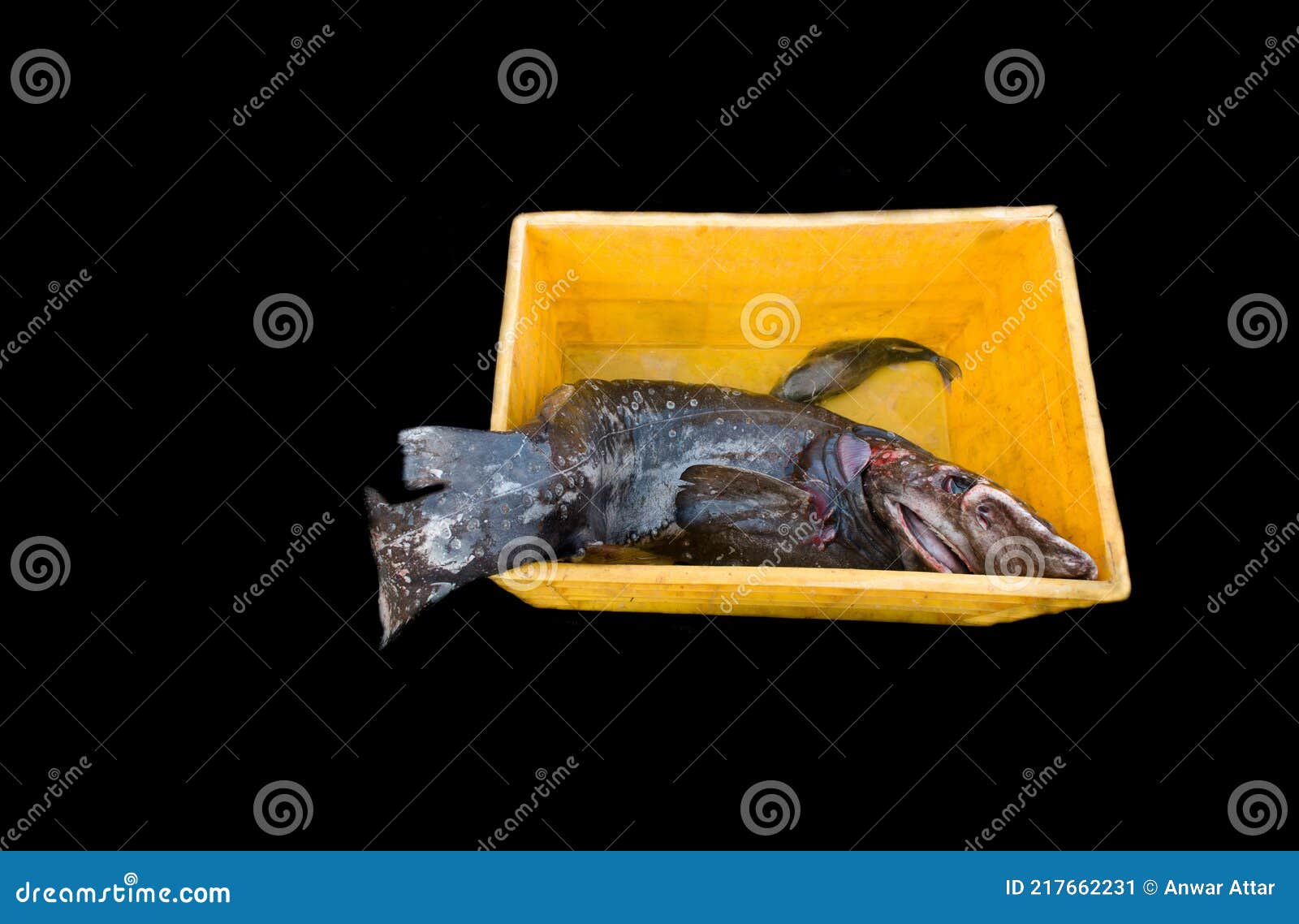 Deep Sea Fish Kept on a Crate Isolated on Black Stock Image - Image of ...
