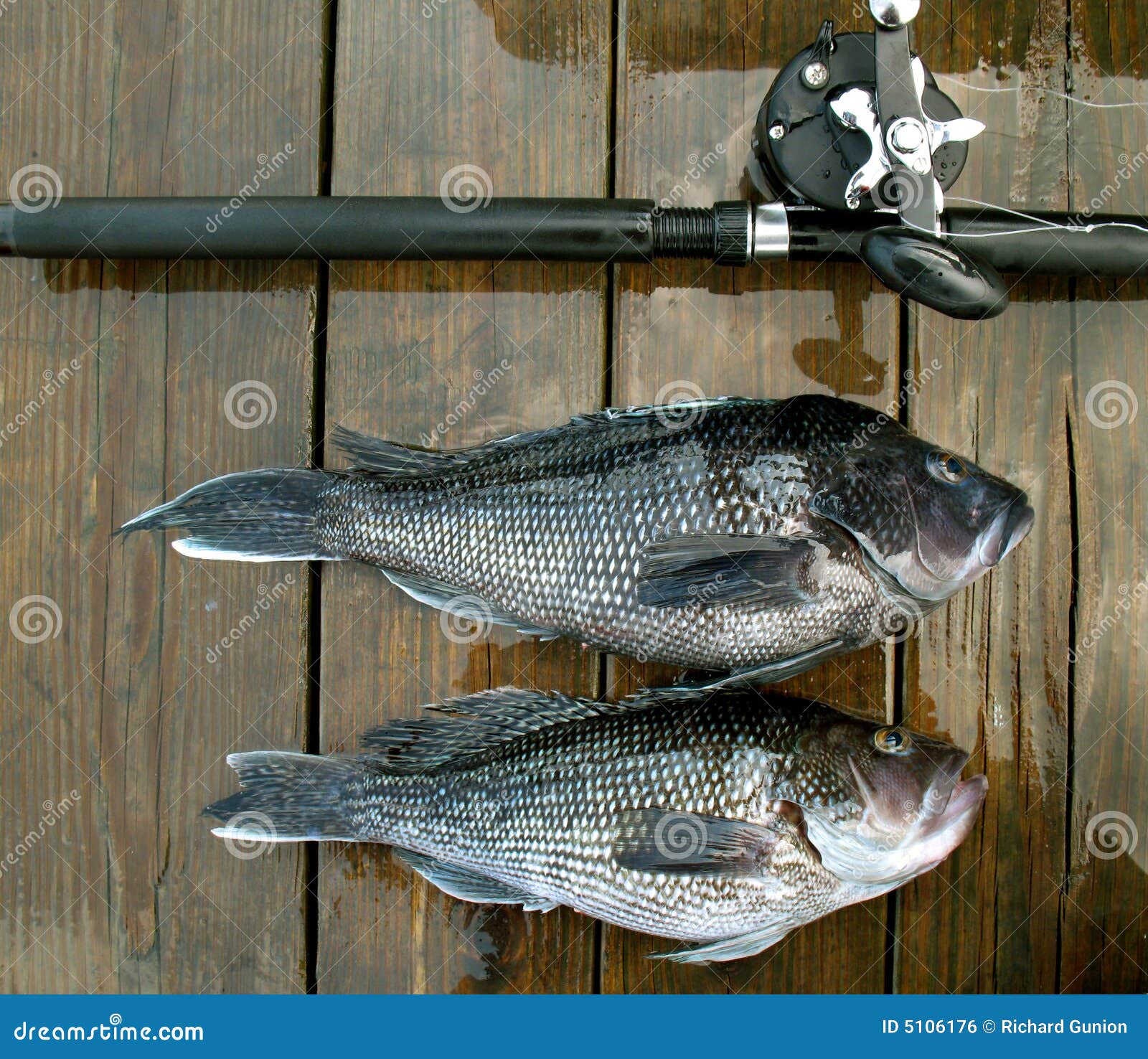 Deep Sea Fishing Catch stock photo. Image of catch, pair - 5106176