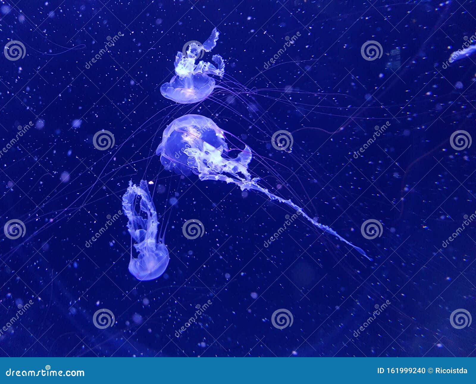 Deep Sea Jellyfish with White Bubbles Stock Photo - Image of closeup ...