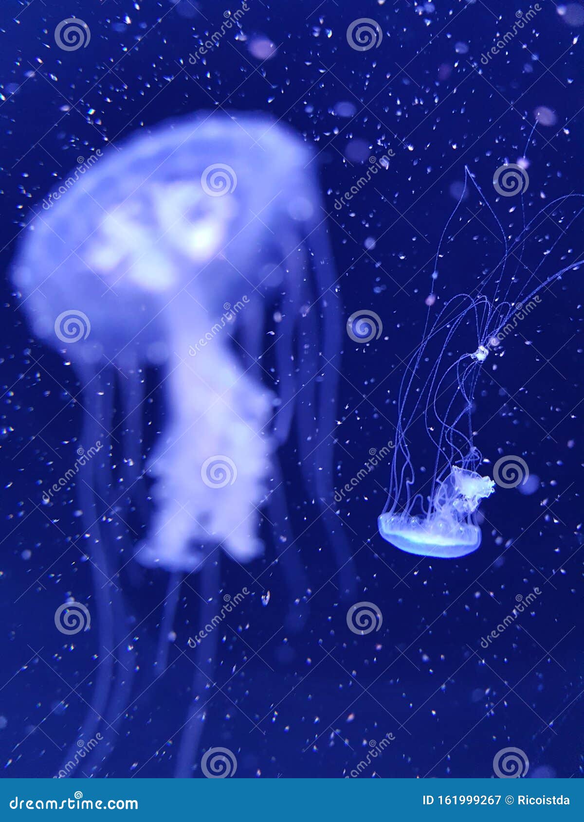 Deep Sea Jellyfish with White Bubbles Stock Image - Image of depth ...