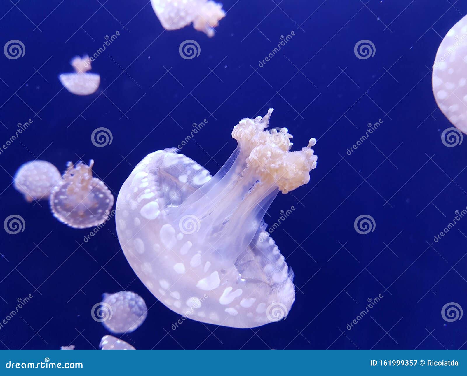 Deep Sea Jellyfish with White Bubbles Stock Image - Image of creature ...