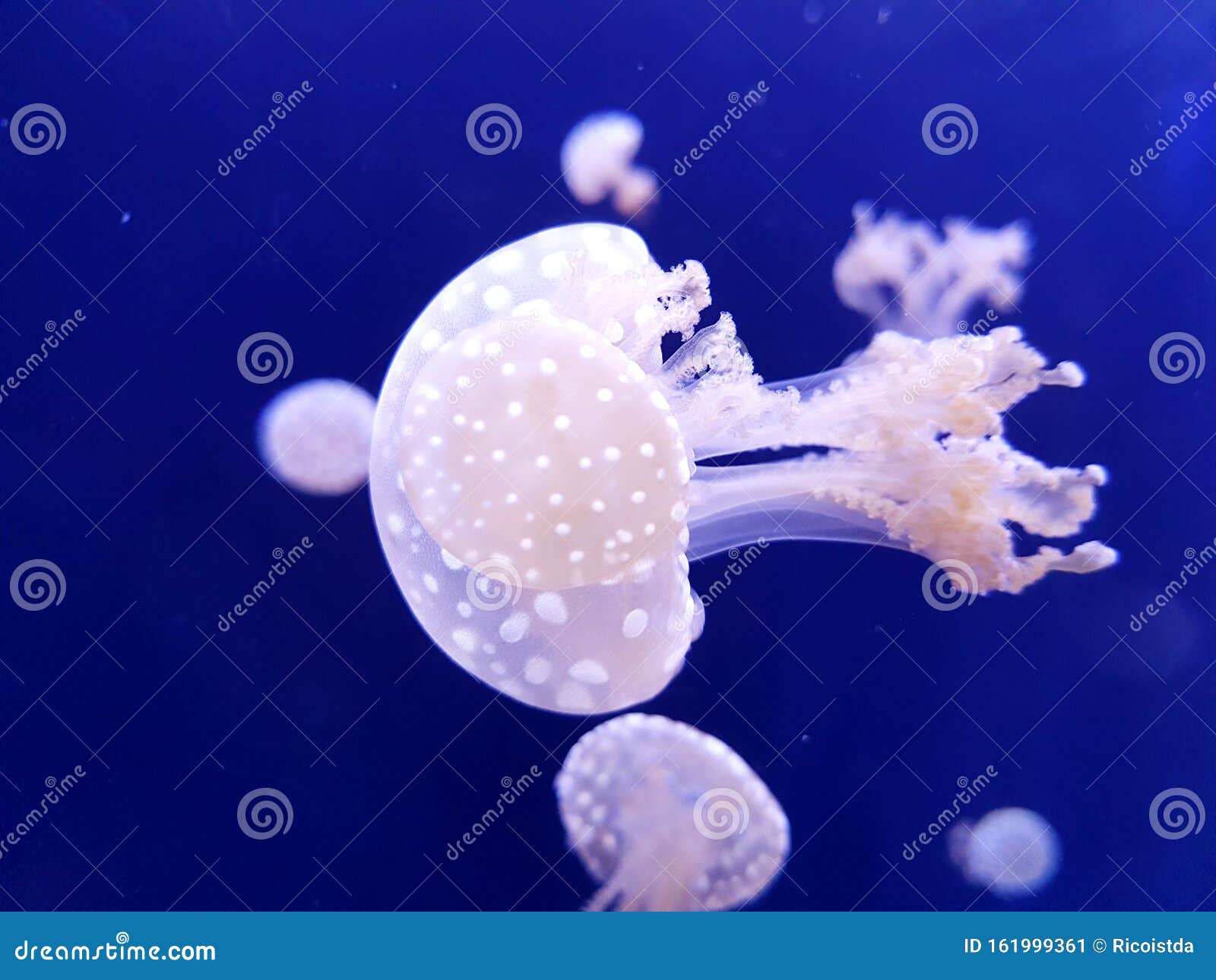 Deep Sea Jellyfish with White Bubbles Stock Image - Image of animal ...