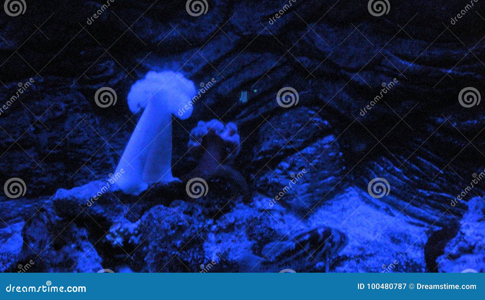 Deep Sea Life stock image. Image of neon, anemoni, life - 100480787