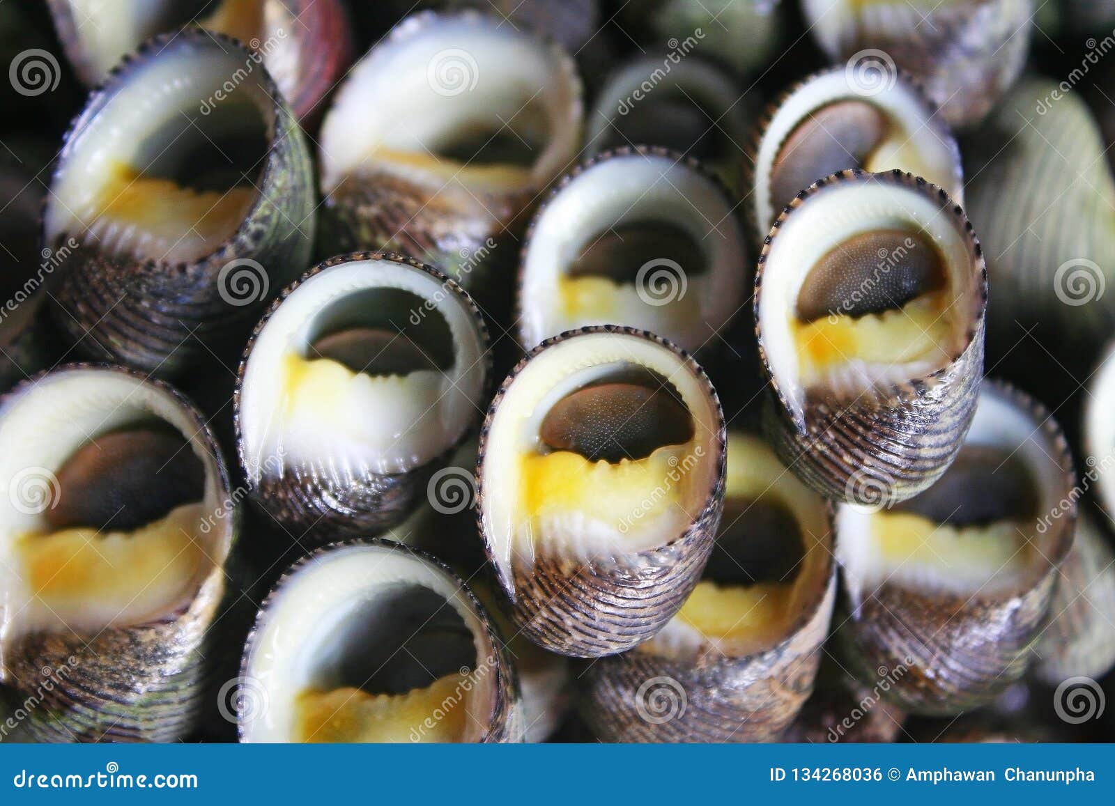Deep sea shell stock photo. Image of design, heart, group - 134268036