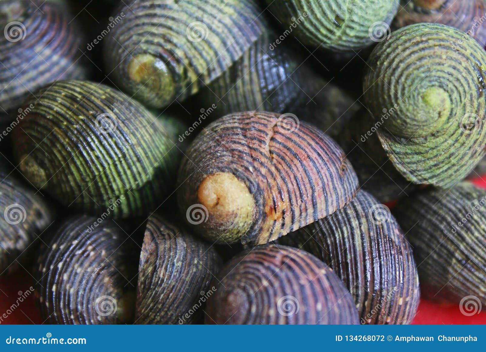 Deep sea shell stock photo. Image of group, beauty, periostracum ...