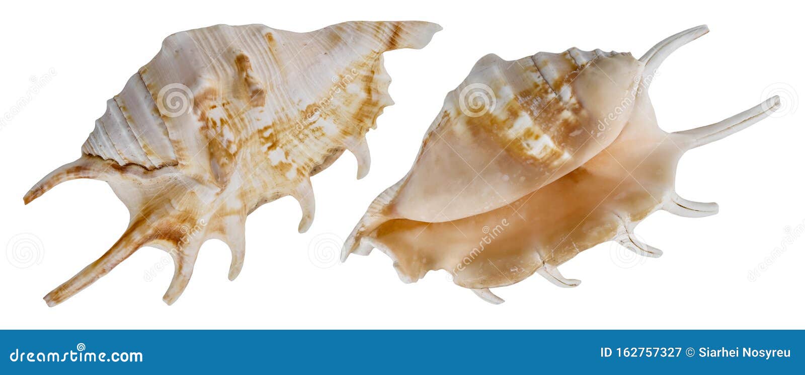 Deep Sea Shell Isolated. from Different Sides Stock Image - Image of ...