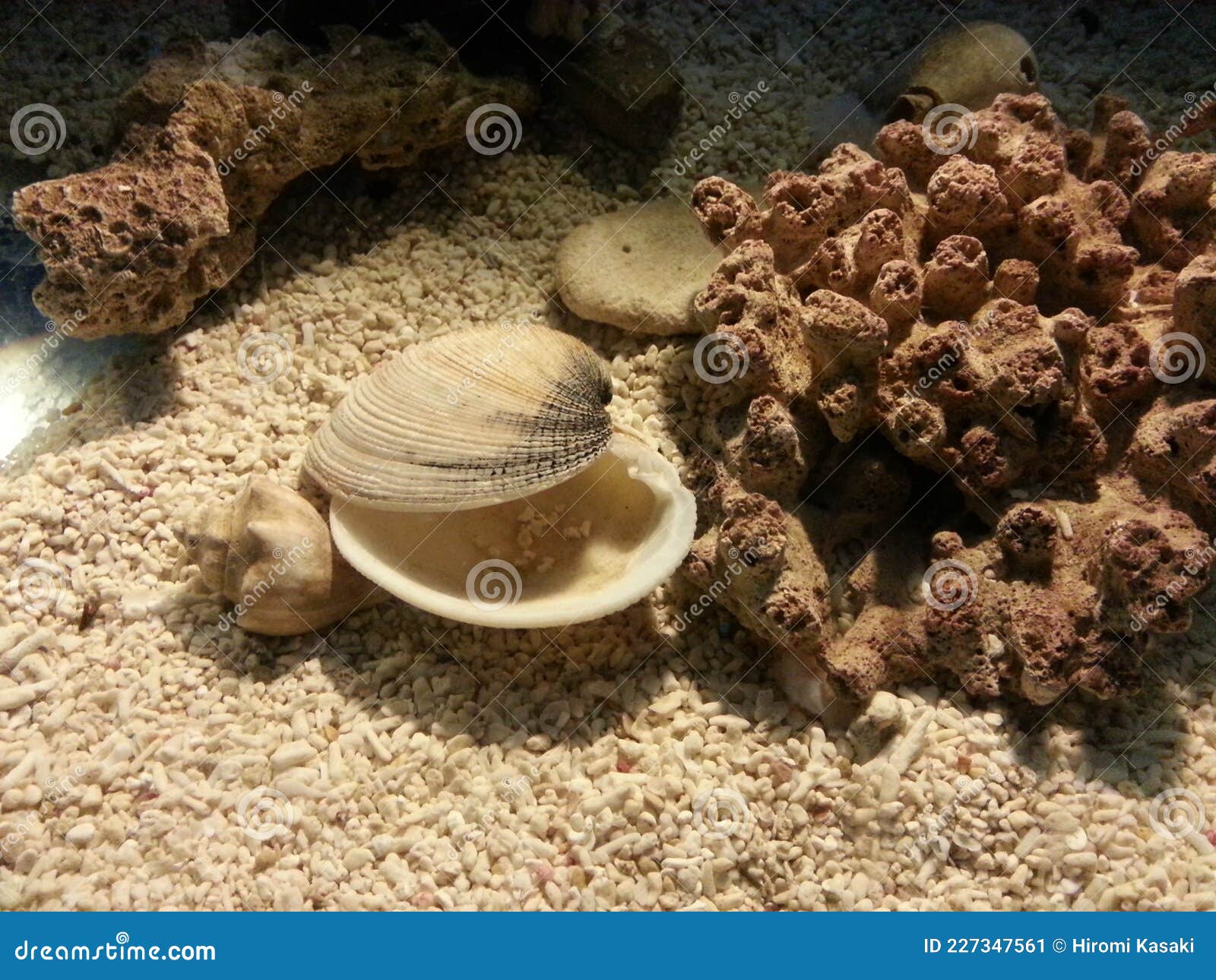 Deep Sea Shells Underwater World Stock Image - Image of ocean, world ...