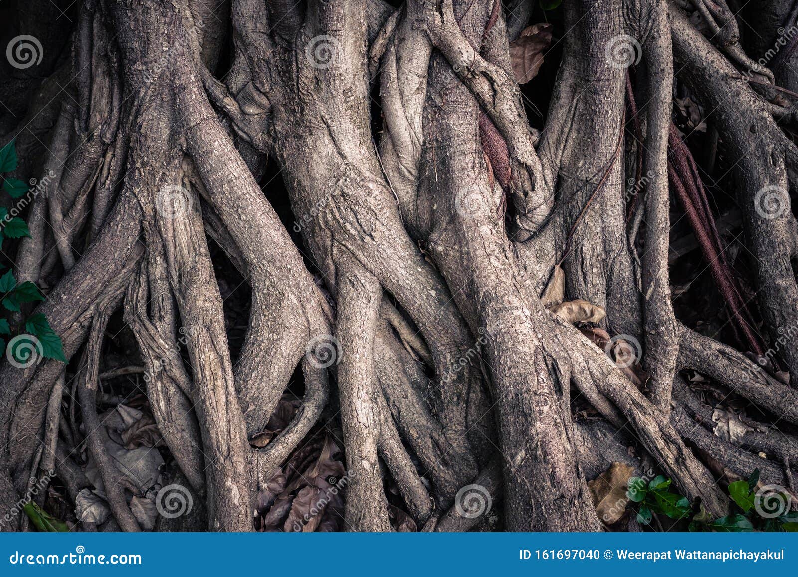 Deep Seated Roots of Banyan Tree Stock Photo - Image of closeup, banyan ...