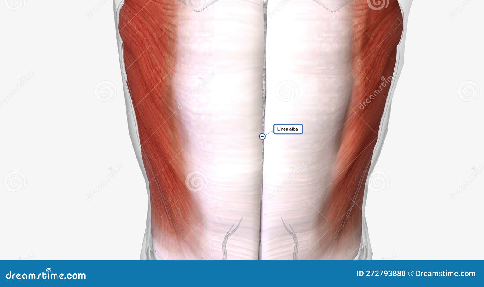 Deep in the Skin, the Abdominal Wall Consists of Five Muscles, Which ...