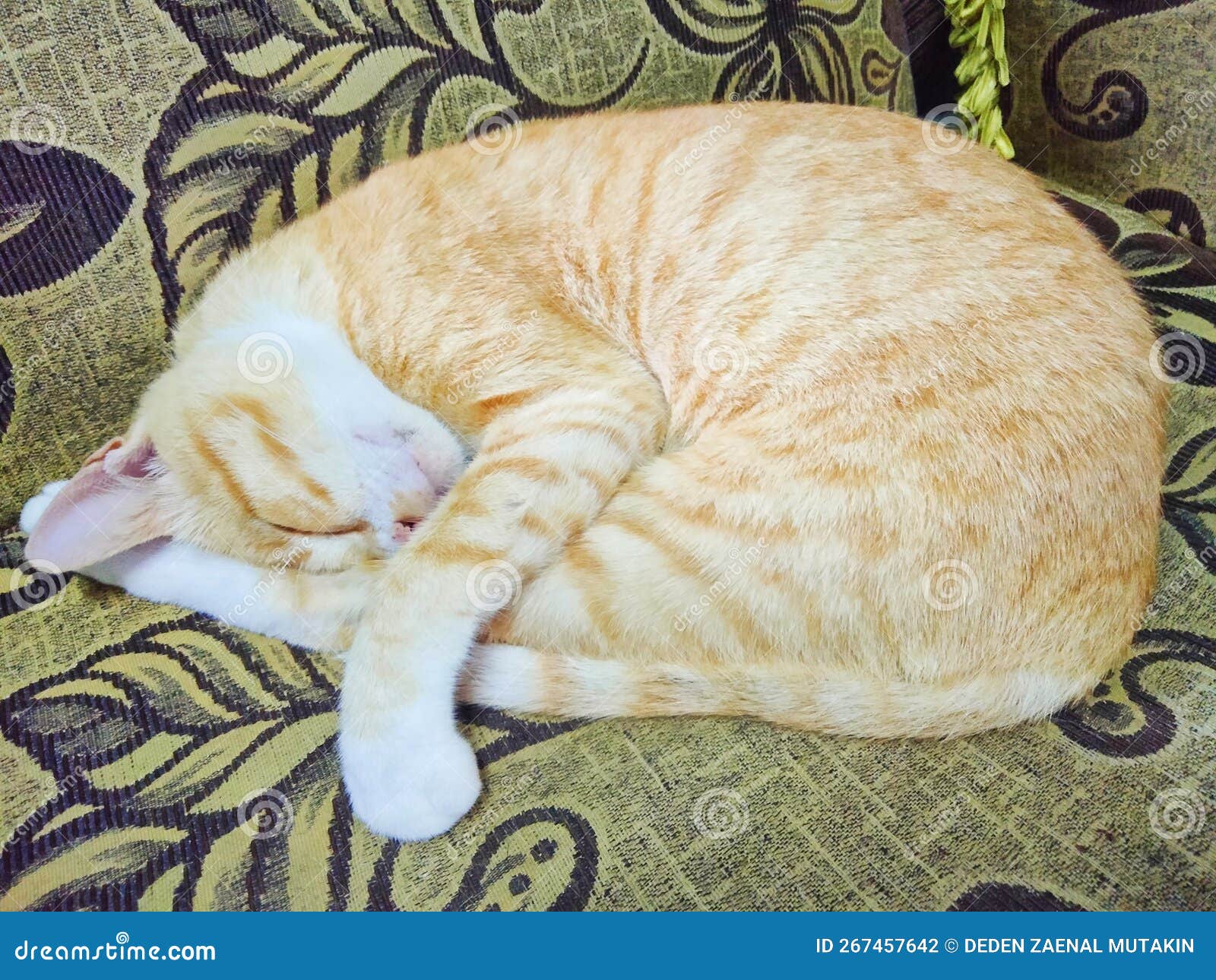 Deep Sleep of the Cute Cat in Indonesia Stock Photo - Image of deep ...
