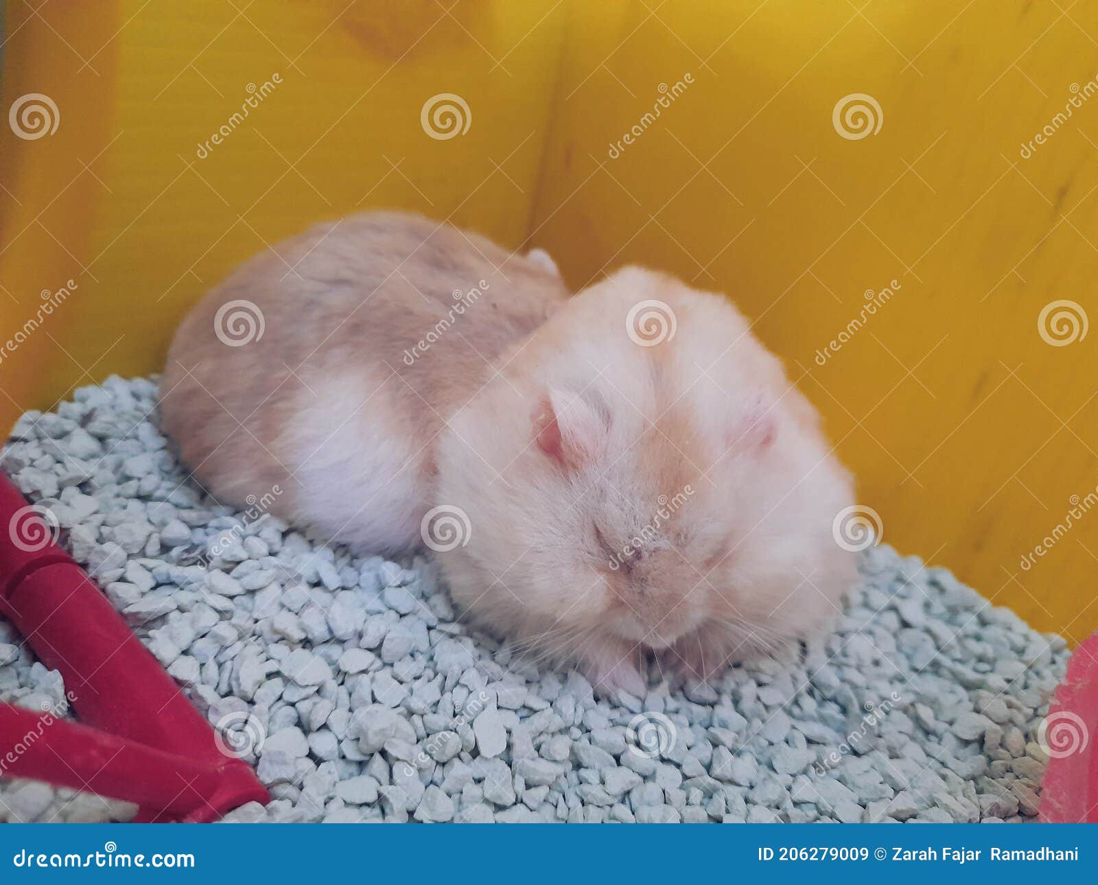 Sleeping hamster stock image. Image of closeeyes, white - 206279009