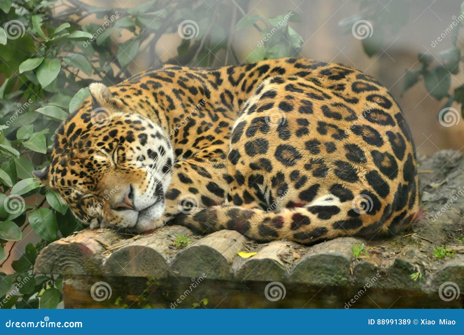 Deep sleeping leopard stock image. Image of deadly, hair - 88991389