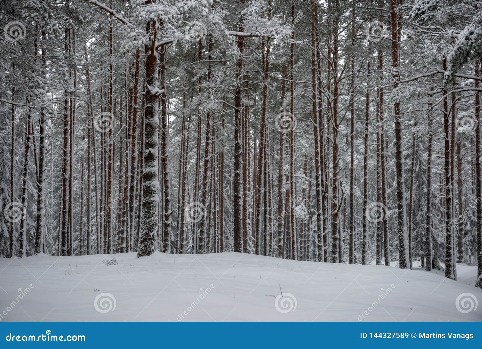 Deep Snow in Forest in Winter Stock Image - Image of cold, frozen ...