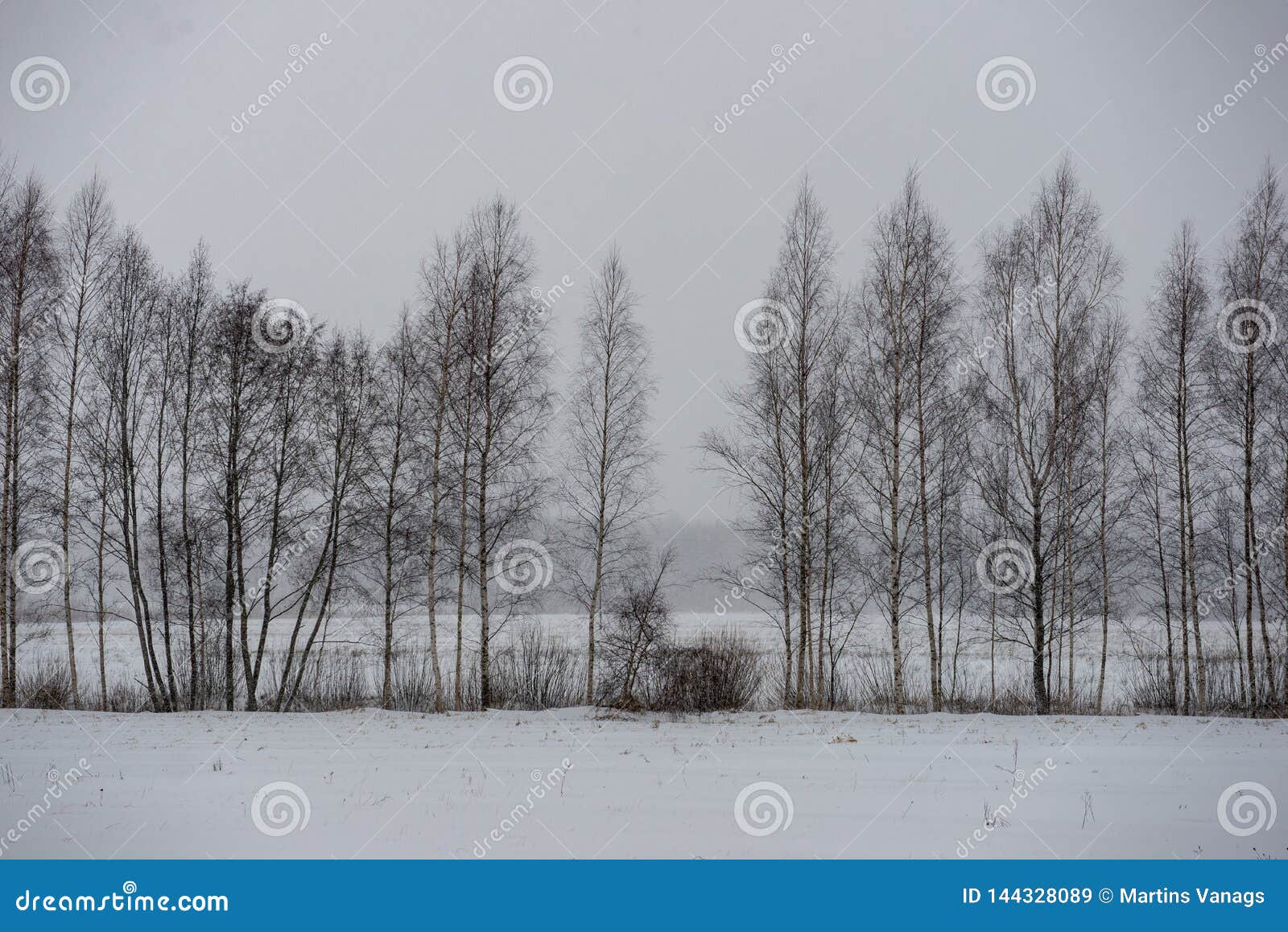 Deep Snow in Forest in Winter Stock Image - Image of nature, tree ...