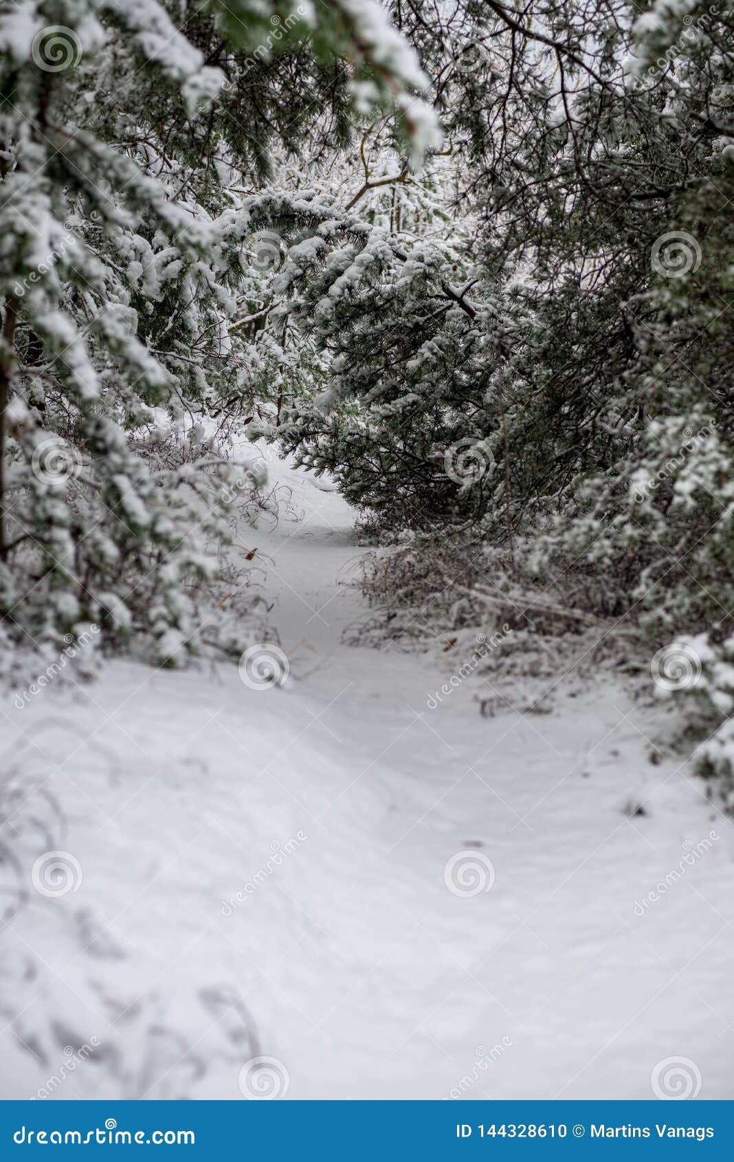 Deep Snow in Forest in Winter Stock Photo - Image of outdoors ...