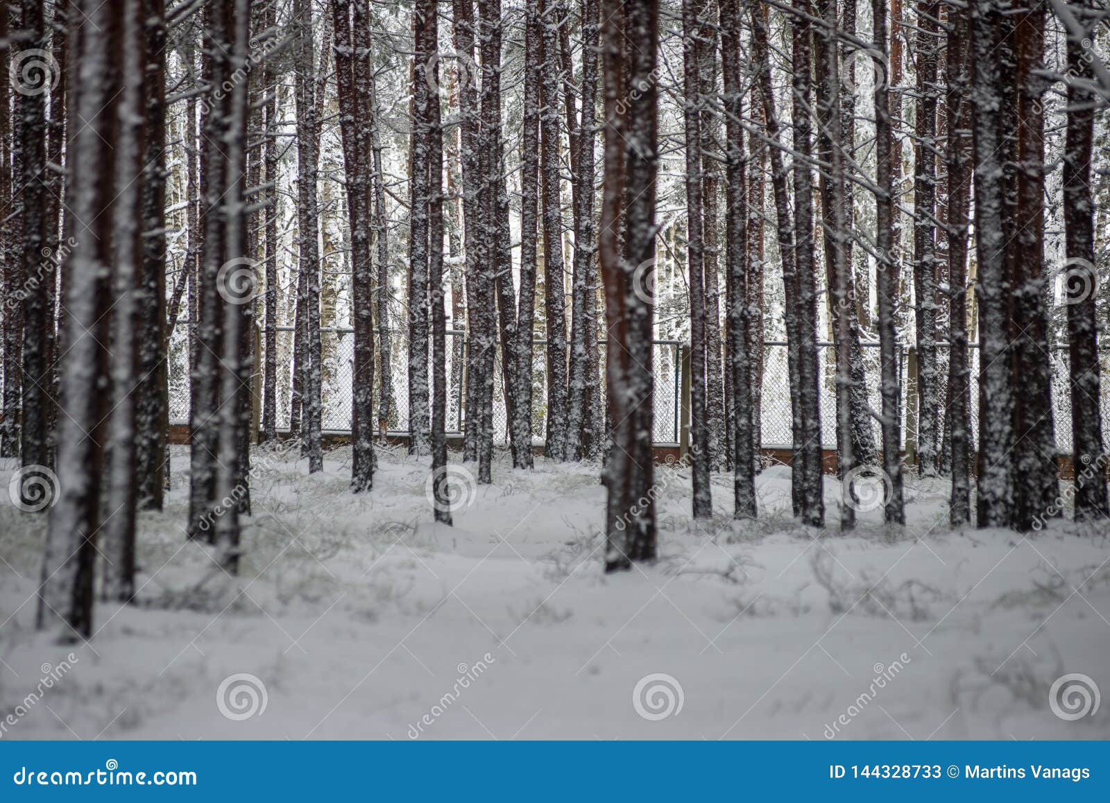 Deep Snow in Forest in Winter Stock Image - Image of scene, season ...