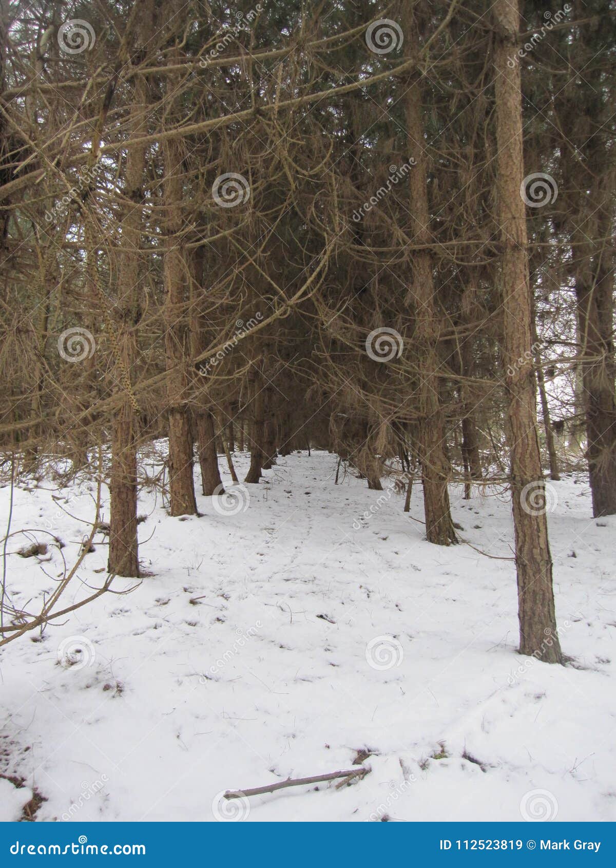 Deep Woodland Snow stock image. Image of woodland, deep - 112523819
