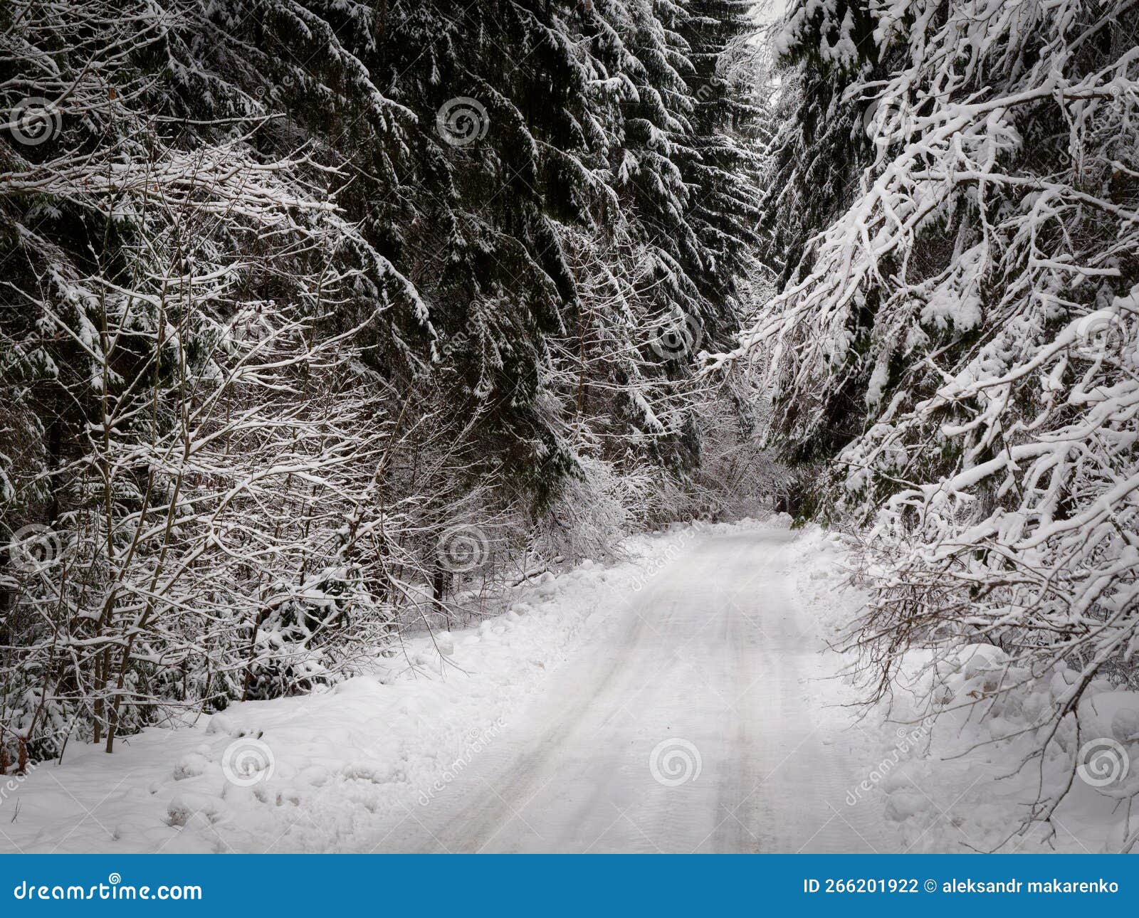 Deep Snow Winter Forest Road in Spruce Forest Trees in Snow Stock Photo ...